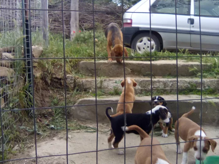 Χαρίζονται κουταβάκια | xronos.gr